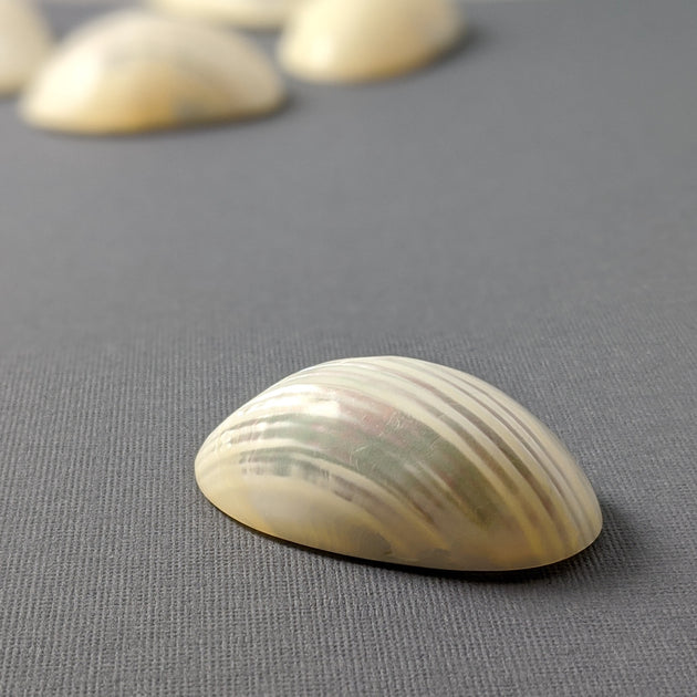 Silver Mouth Shell Beads | Beads and Honey